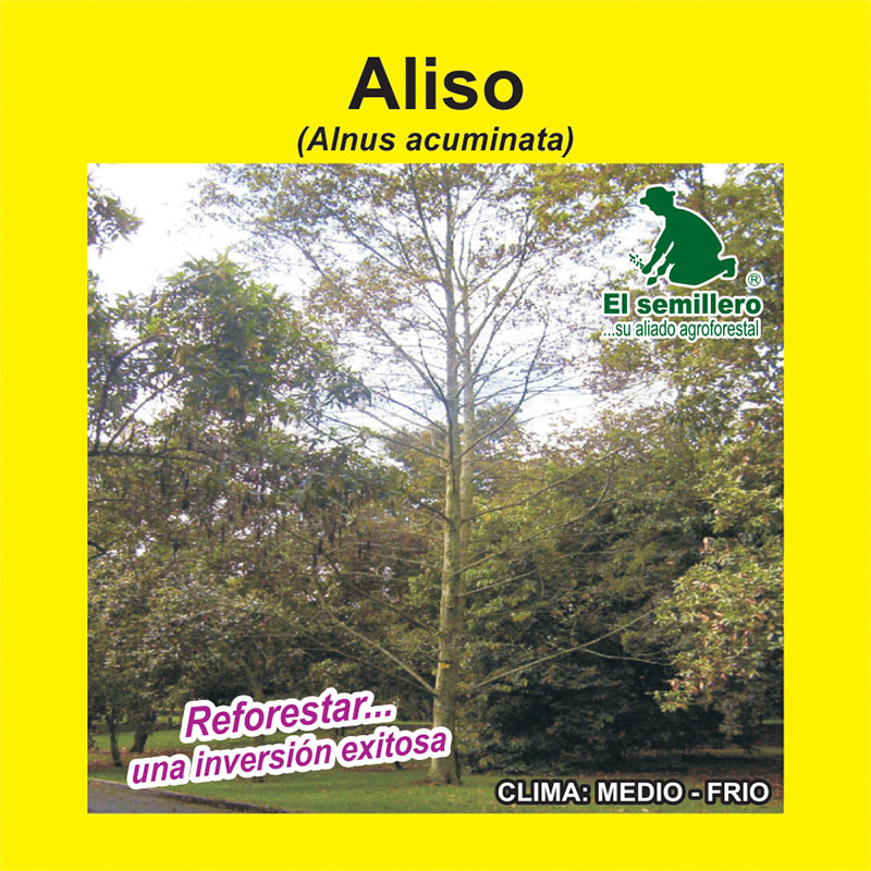 Venta de semilla de Aliso | Compra en El Semillero SAS